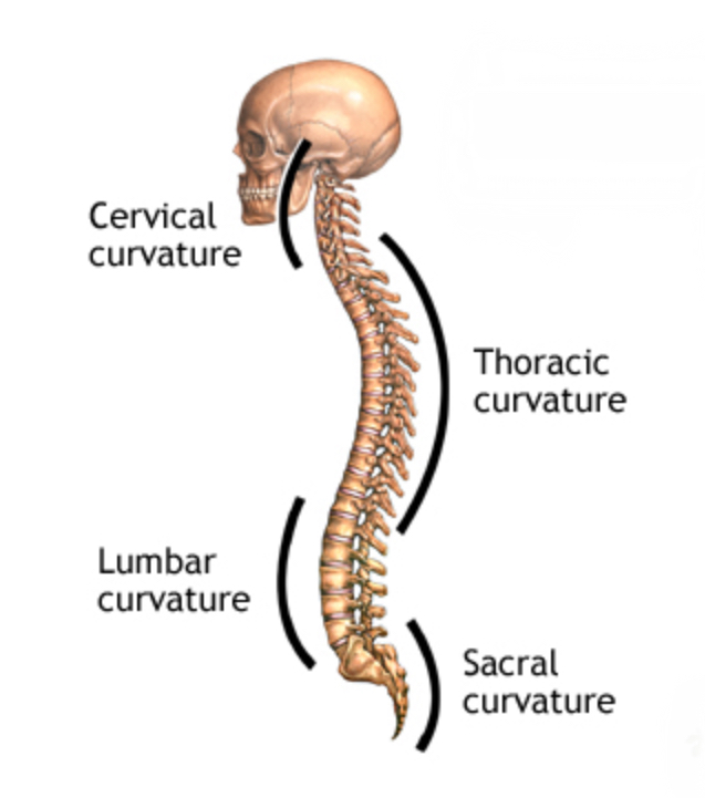 Study comparing the spines of Neanderthals and modern humans - Spines ...